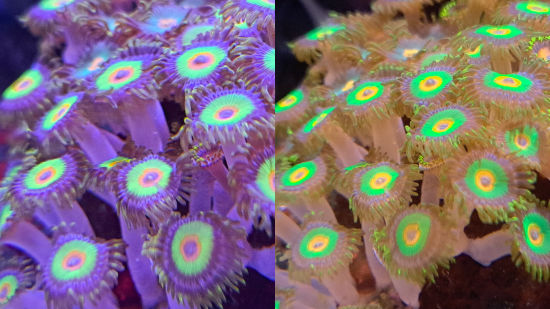 Zoanthid Rasta - Indo Pacific, Size 1 Frag For Sale (Zoanthid sp.on Scleractinia). TOP Care ...