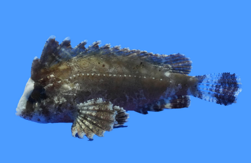 Rooster Waspfish 2 inches - Reefs4Less.com
