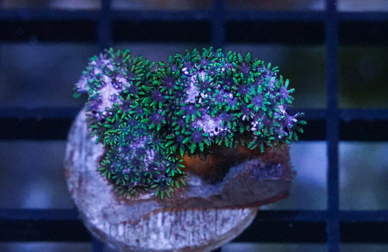 Sympodium, Ultra 1 inches - Reefs4Less.com