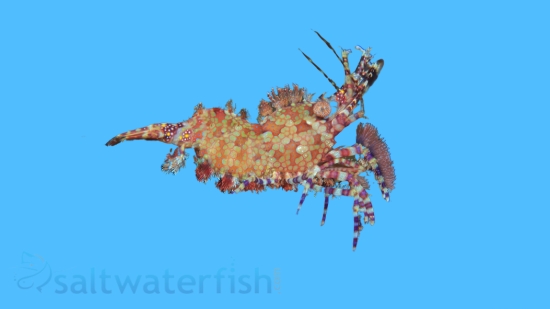 Monkey Shrimp - Indo Pacific, Size Medium For Sale (Saron sp.). TOP ...