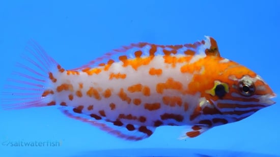 Choati Wrasse - Australia, Size 3 - 4 inches - Reefs4Less.com
