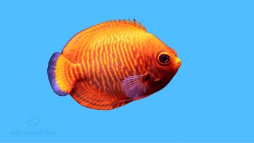 Golden Angelfish, Size 3 - 4 inches - Reefs4Less.com