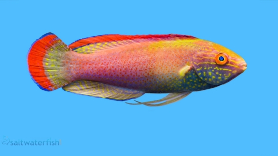 Red Margin Fairy Wrasse, Size