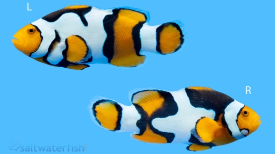 Black Picasso Percula Clownfish: Captive Bred Grade P3 For Sale – Up to ...