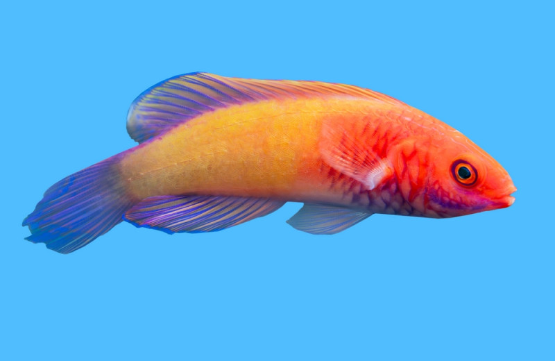 Fairy, Red Velvet Male 3.5 inches Cirrhilabrus finifenmaa For Sale – Up ...