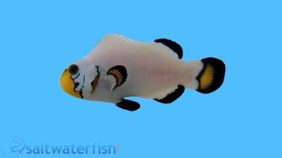 Flurry Snowflake Ocellaris Clownfish: Captive Bred For Sale – Up to 50% ...