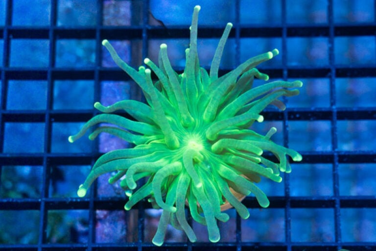 Torch, Ultra 1.5 inches - Reefs4Less.com