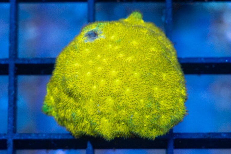 Psammocora, Golden 1.25 inches - Reefs4Less.com
